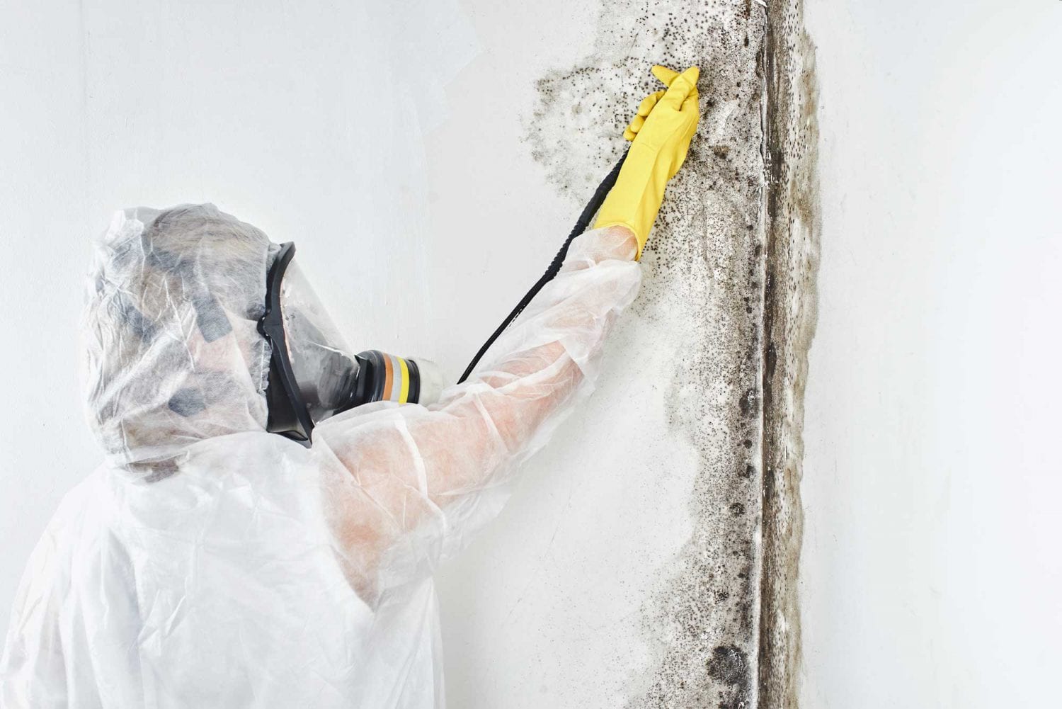 Mold Abatement & Mitigation | Mold | Absolutely Dry, LLC offers mold ...